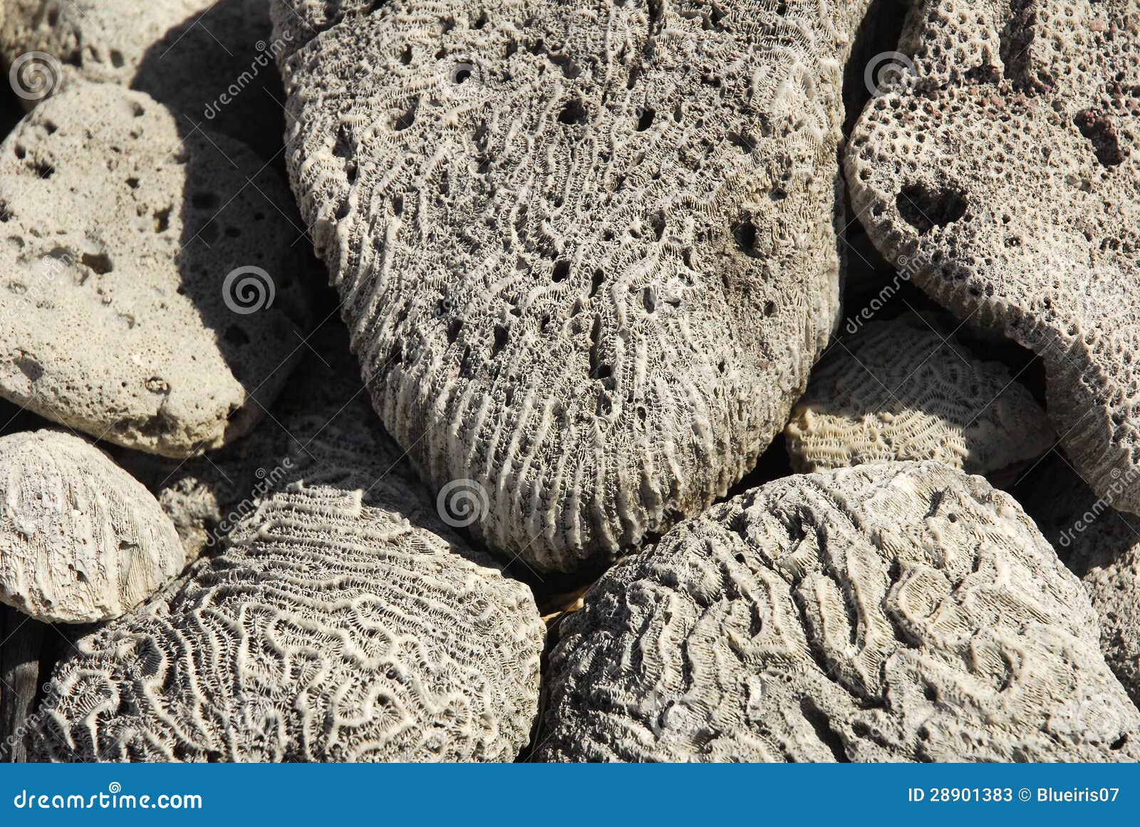 De Fossielen Van Het Koraal Stock Afbeelding - Image of dood, stukken ...