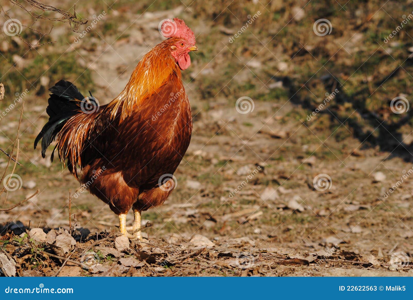 De foto van de haan stock afbeelding. Image of uitziend - 22622563