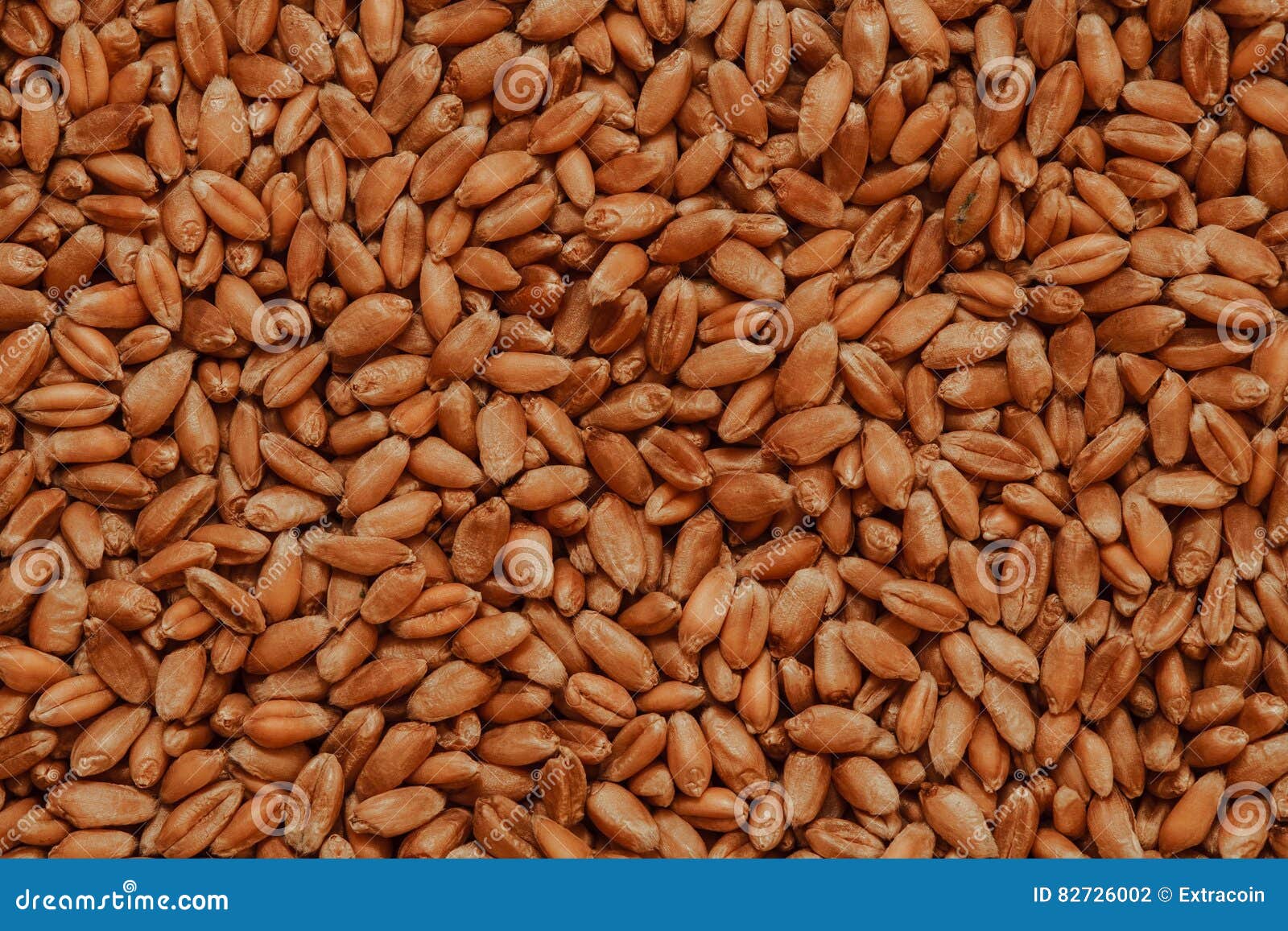De foto van tarwekorrels stock foto. Image of achtergrond - 82726002