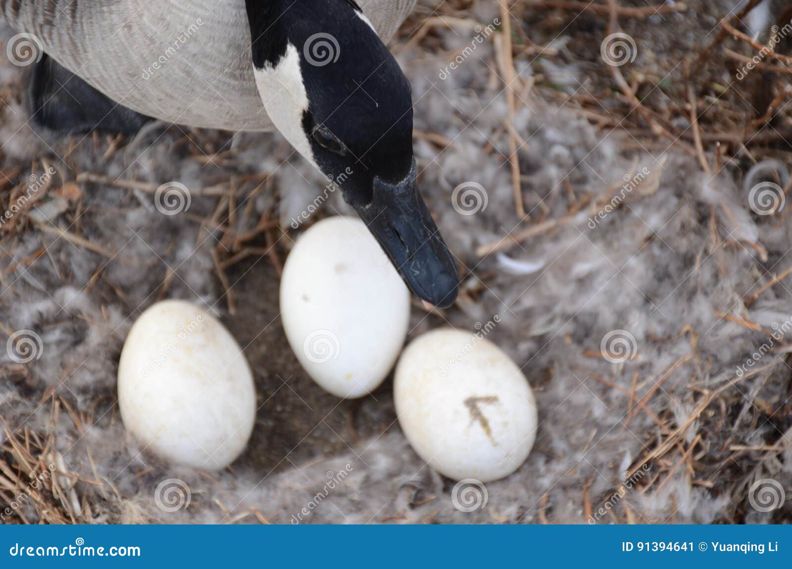 De Gans Van Canada Met Eieren Stock Afbeelding - Image of kind ...