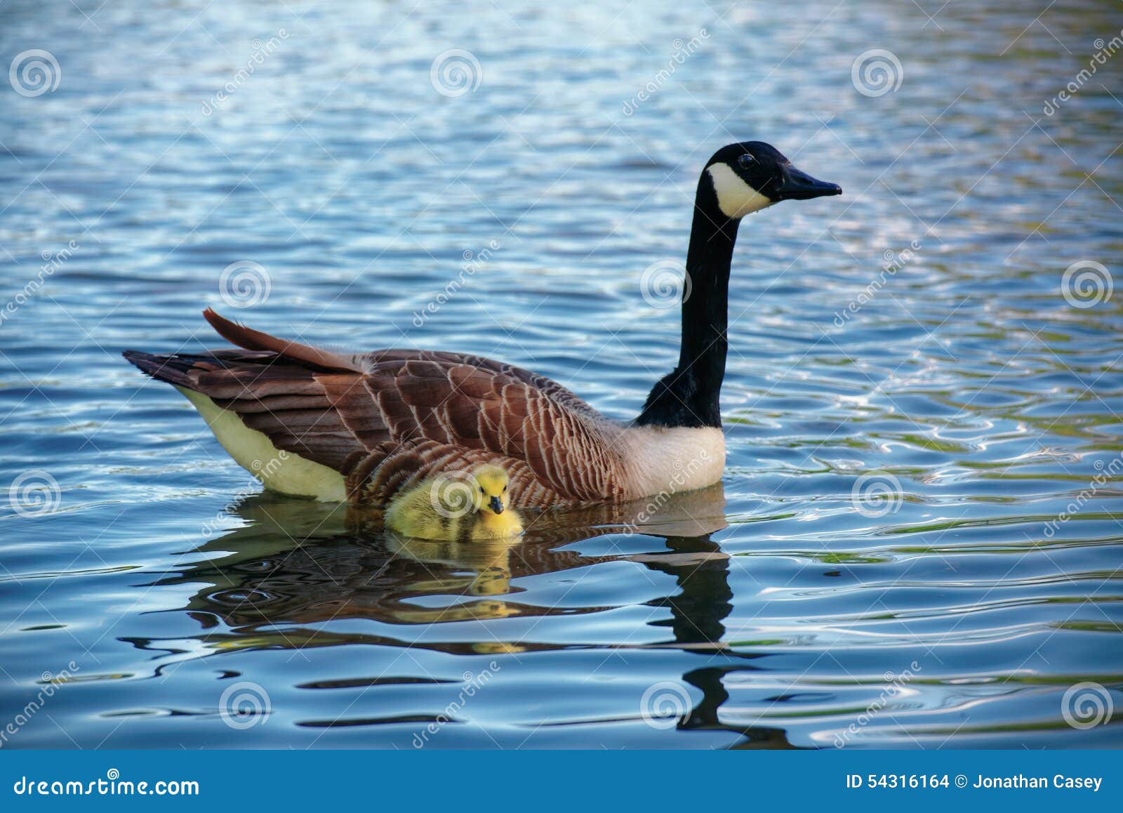 De Gans Van Canada Met Gansje Op Blauw Water Stock Foto - Image of ...