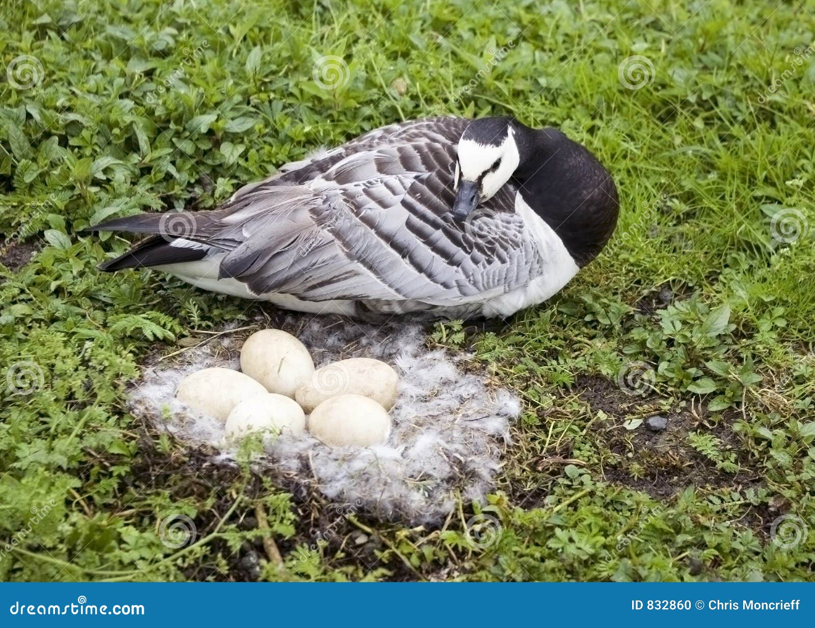 De Gans Van De Eendenmossel Met Eieren in Nest Stock Foto - Image of ...