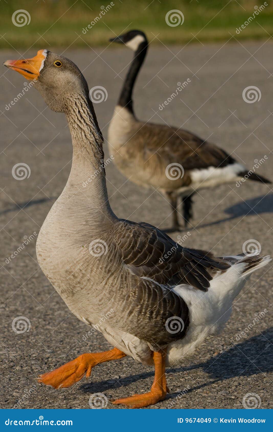 De Gans Van De Gans En Van Canada Van Het Landbouwbedrijf Stock ...