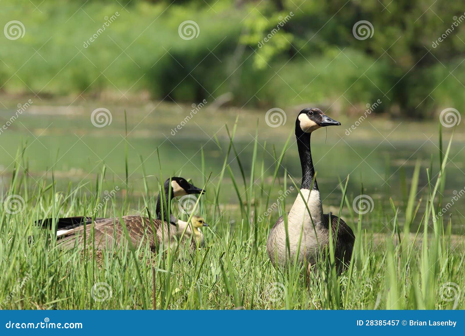 De Ganzen En Het Gansje Van Canada Stock Afbeelding - Image of bescherm ...