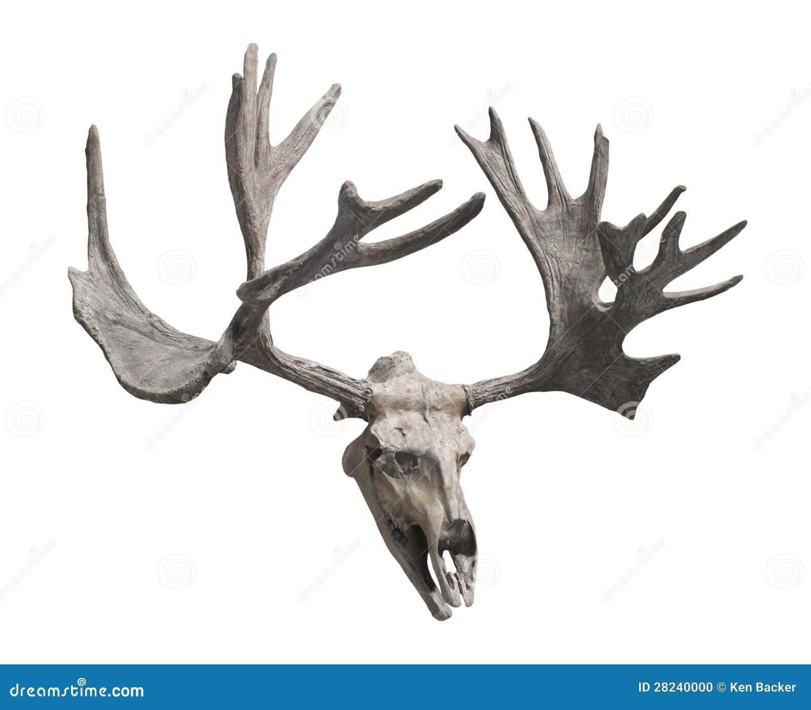 De Geïsoleerdee Schedel En De Geweitakken Van Het Rendier. Stock Foto ...