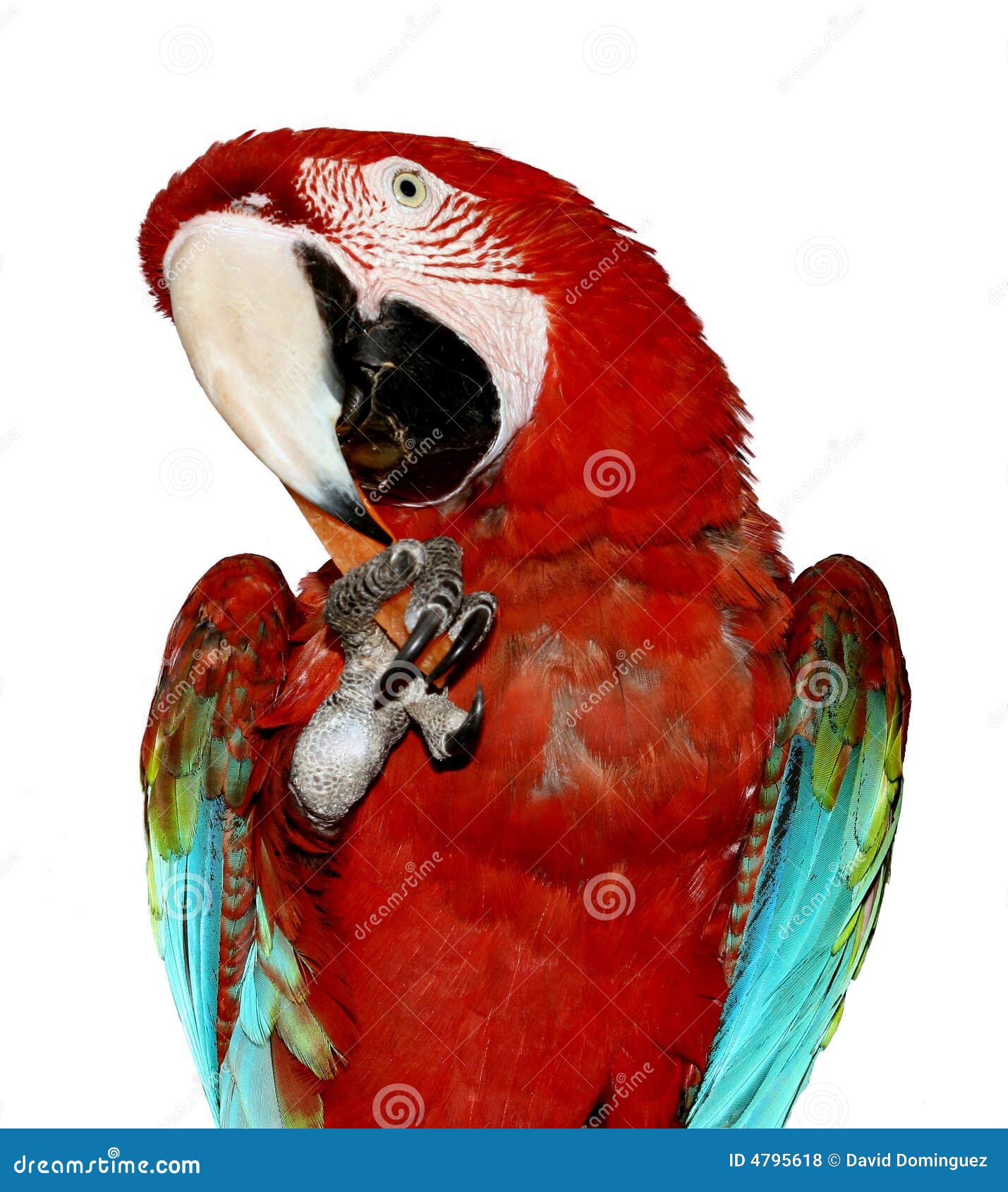 De Geïsoleerdek Papegaai Van De Ara Stock Foto - Image of tropisch ...