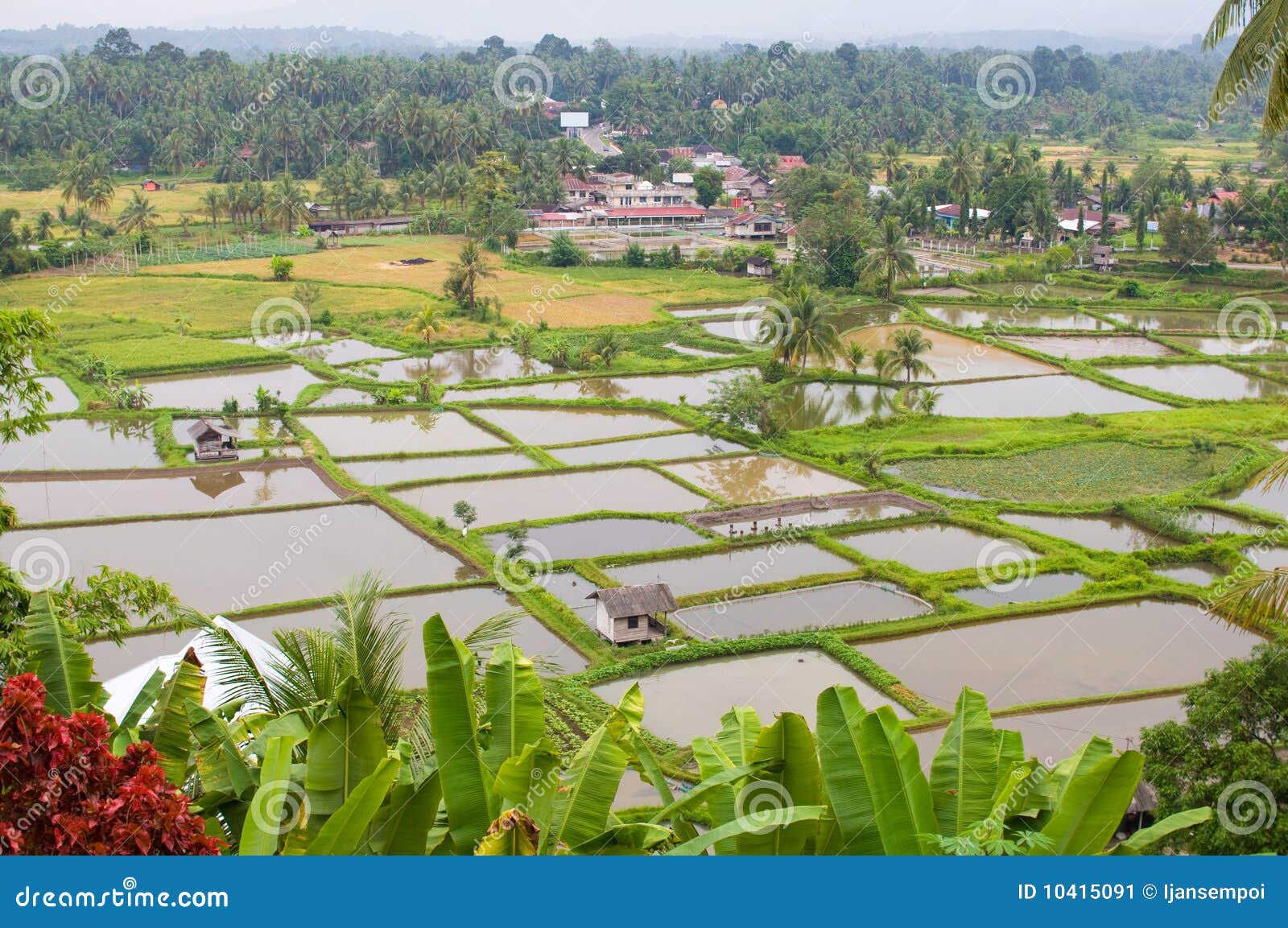 De gebieden van de padie stock afbeelding. Image of seizoen - 10415091