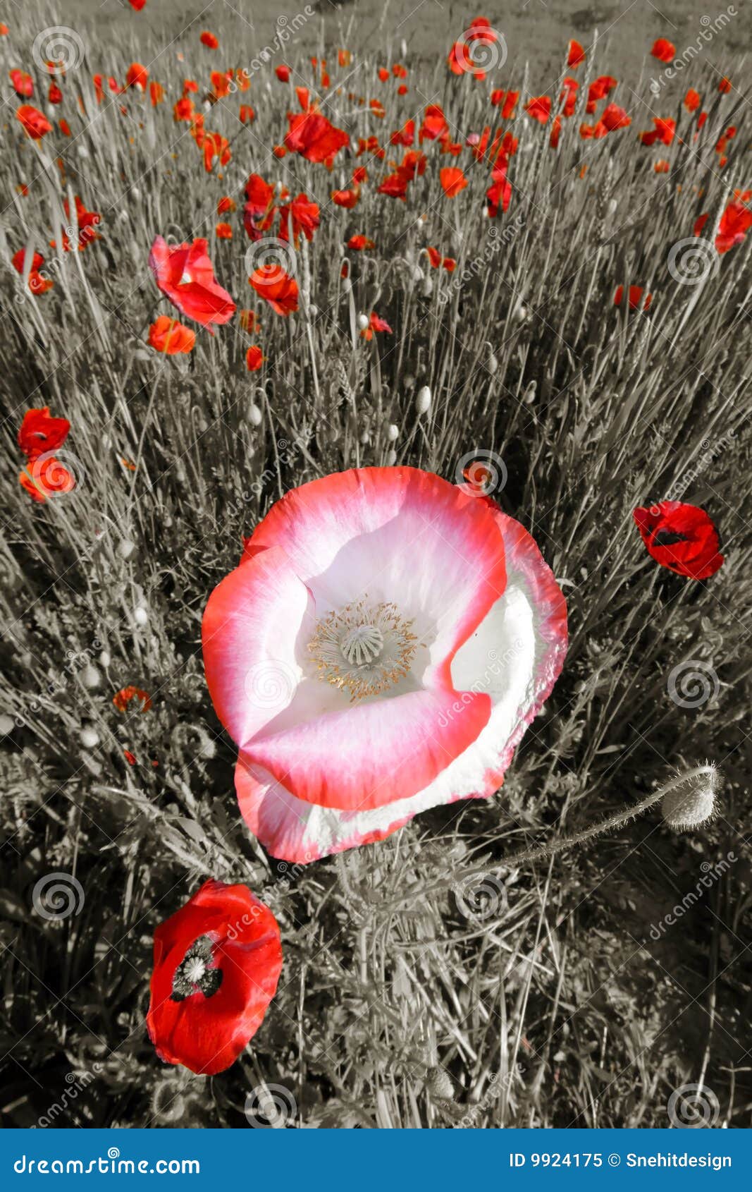 De Gebieden van de papaver stock afbeelding. Image of sluit - 9924175