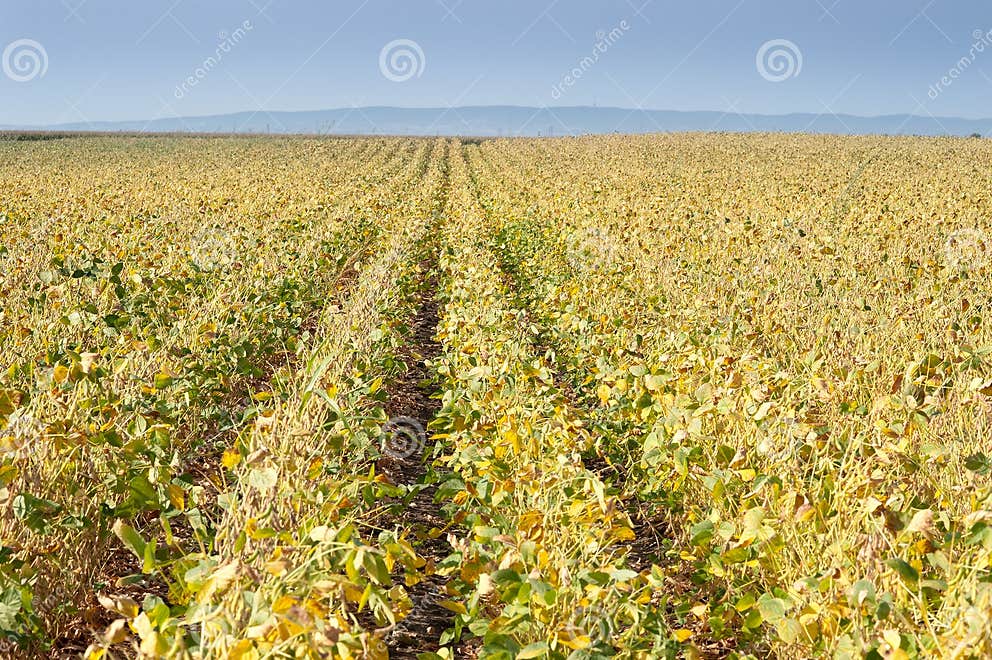 De Gebieden Van De Sojaboon Stock Afbeelding - Image of horizontaal ...