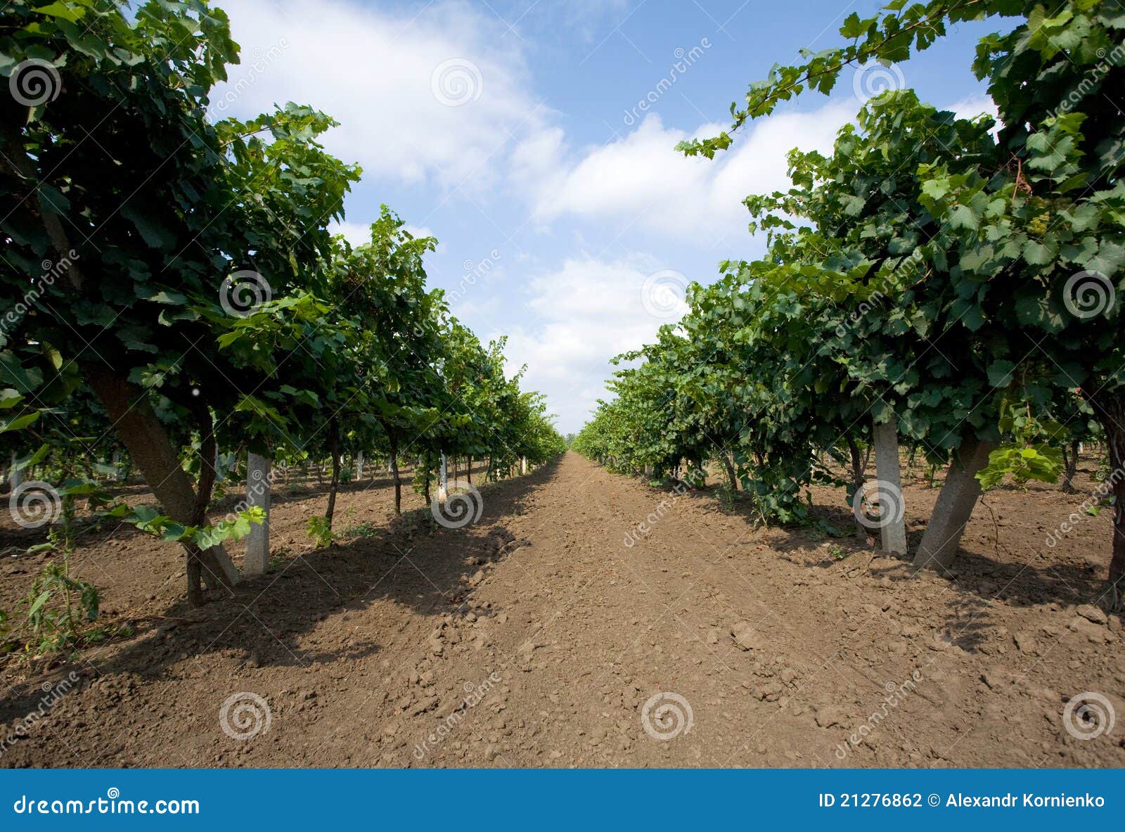 De Gebieden Van De Wijnstok Stock Foto - Image of landbouwbedrijf ...