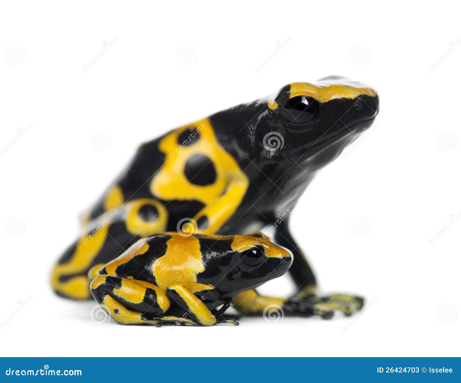 De Geel-gestreepte Kikkers Van Het Pijltje Van Het Vergift Stock ...