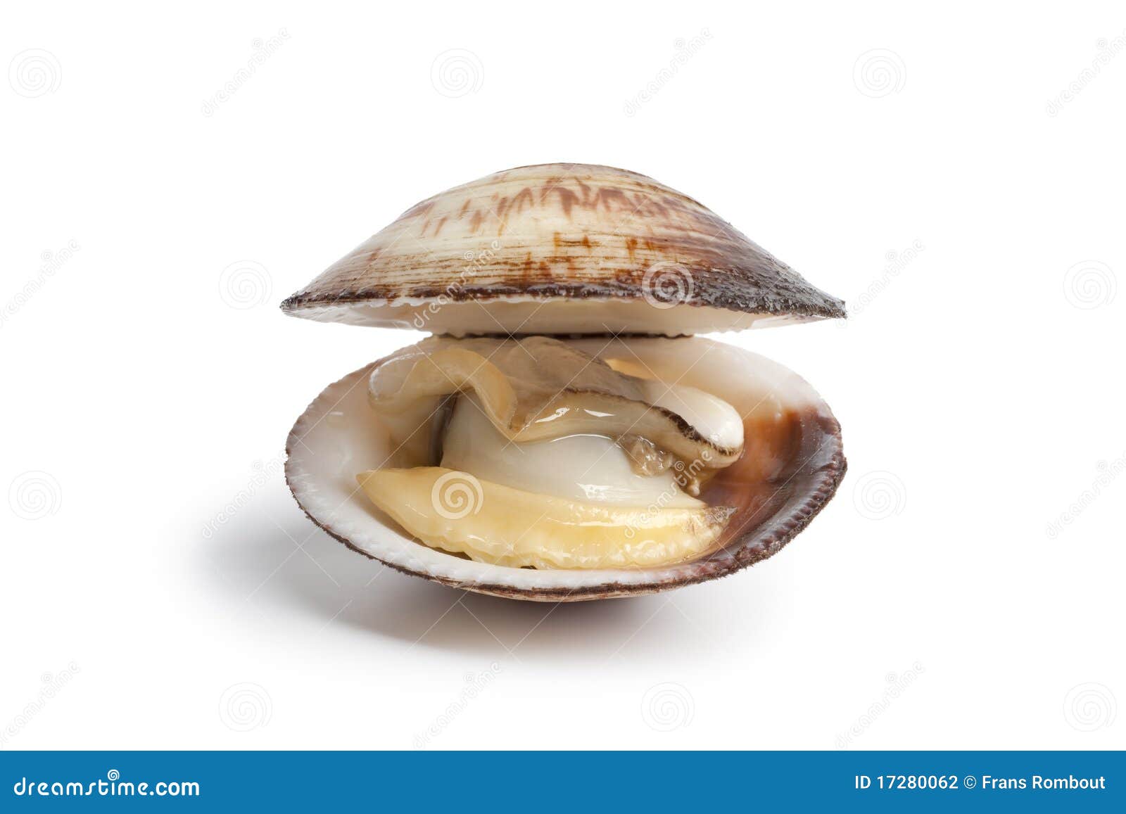De Gehele Gekookte Open Kokkel Van De Hond Stock Foto - Image of studio ...
