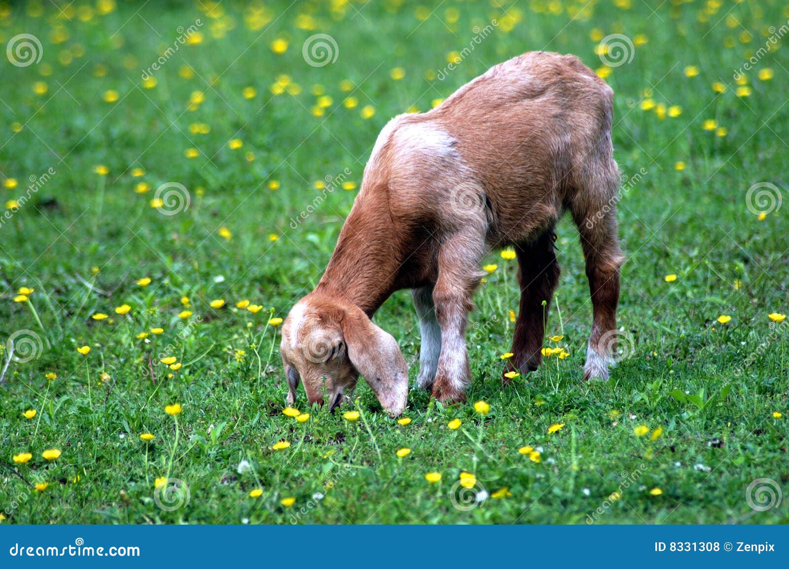 De Geit Die Van De Baby Gras in Groene Weide Eet Stock Foto - Image of ...