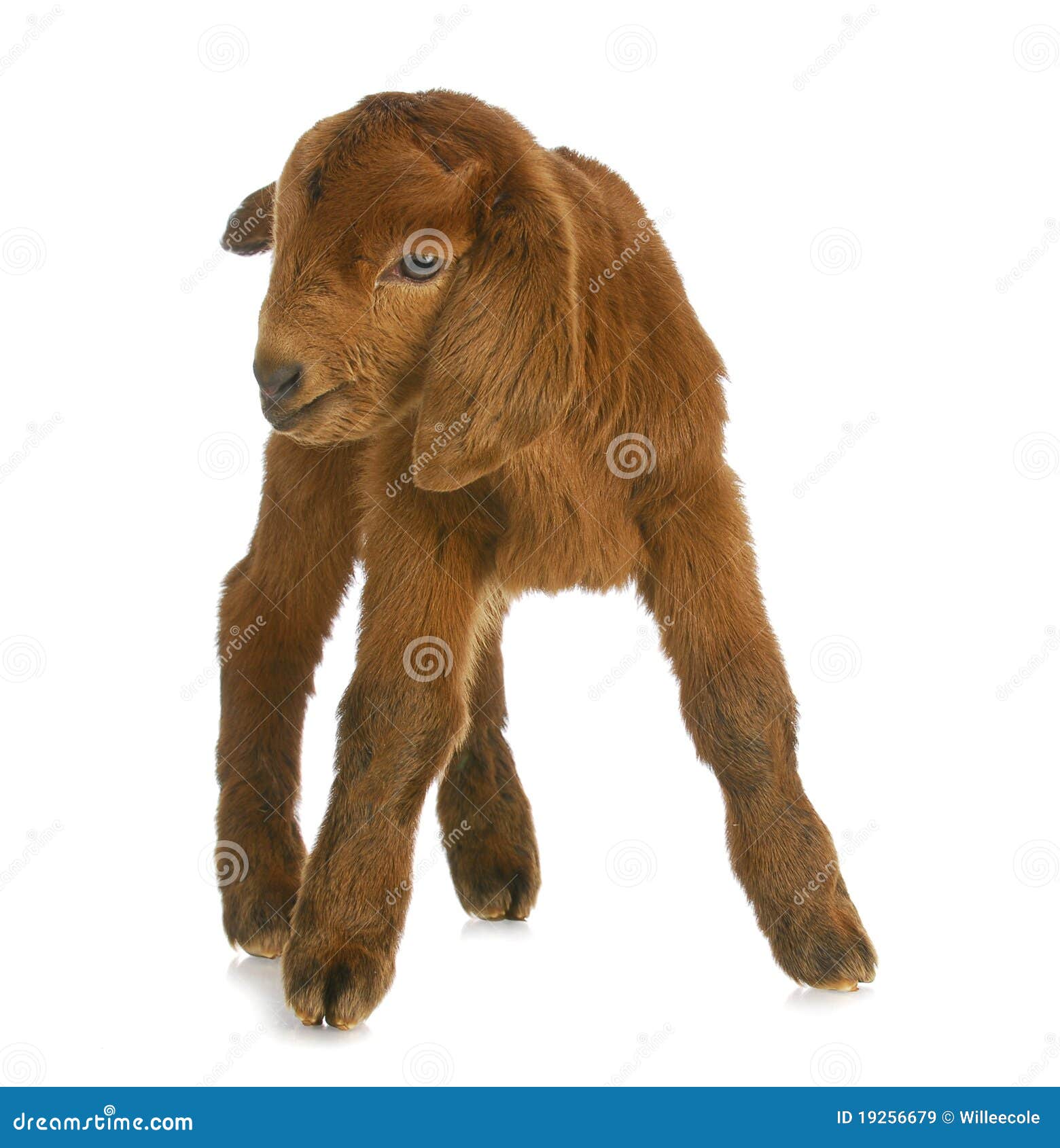 De Geit of Het Jonge Geitje Van De Baby Stock Afbeelding - Image of ...