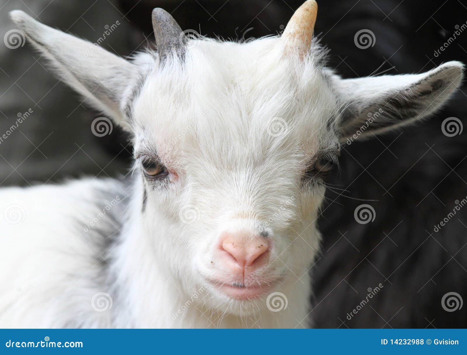 De Geit van de baby stock foto. Image of aanbiddelijk - 14232988