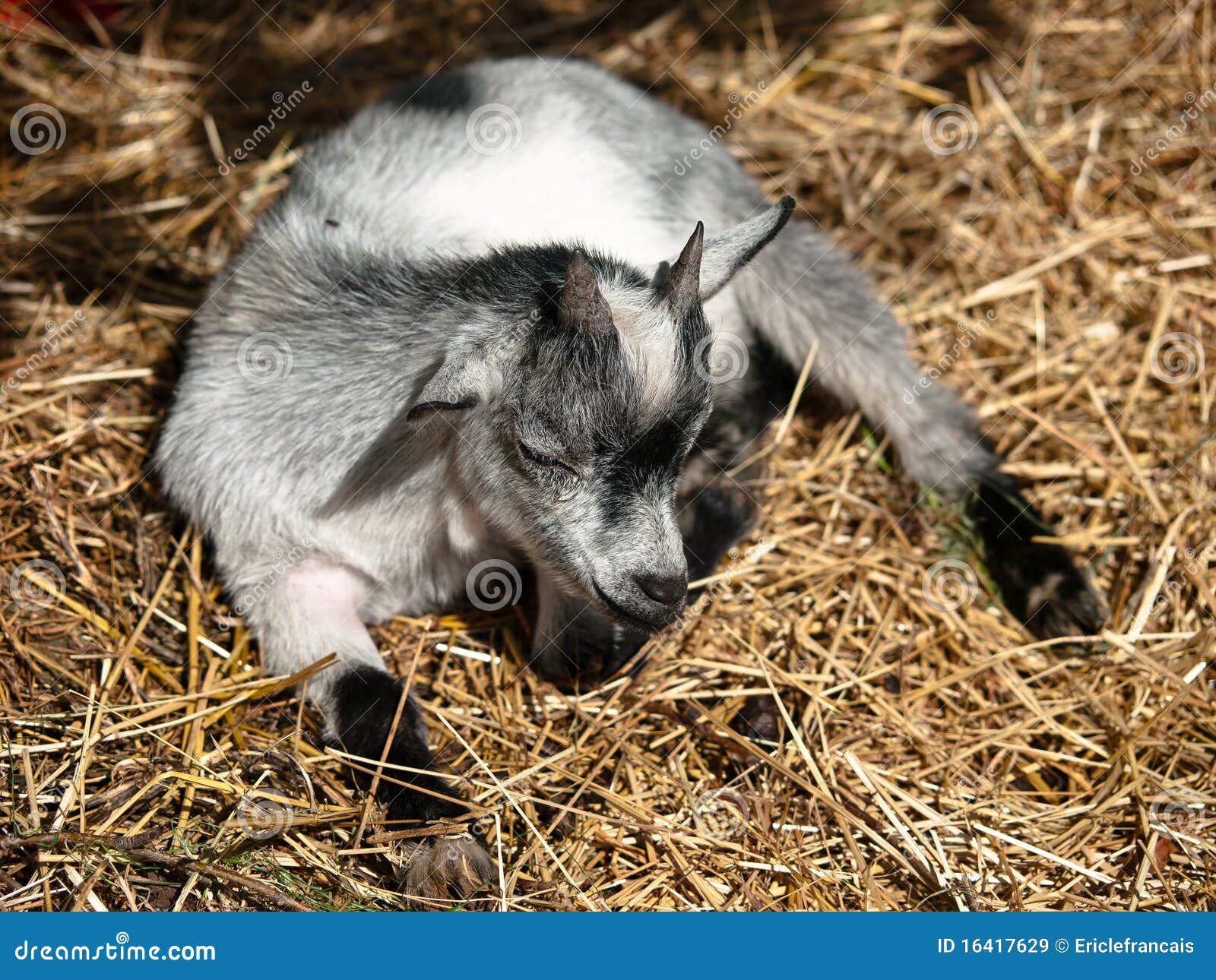 De geit van de baby stock afbeelding. Image of hoornen - 16417629