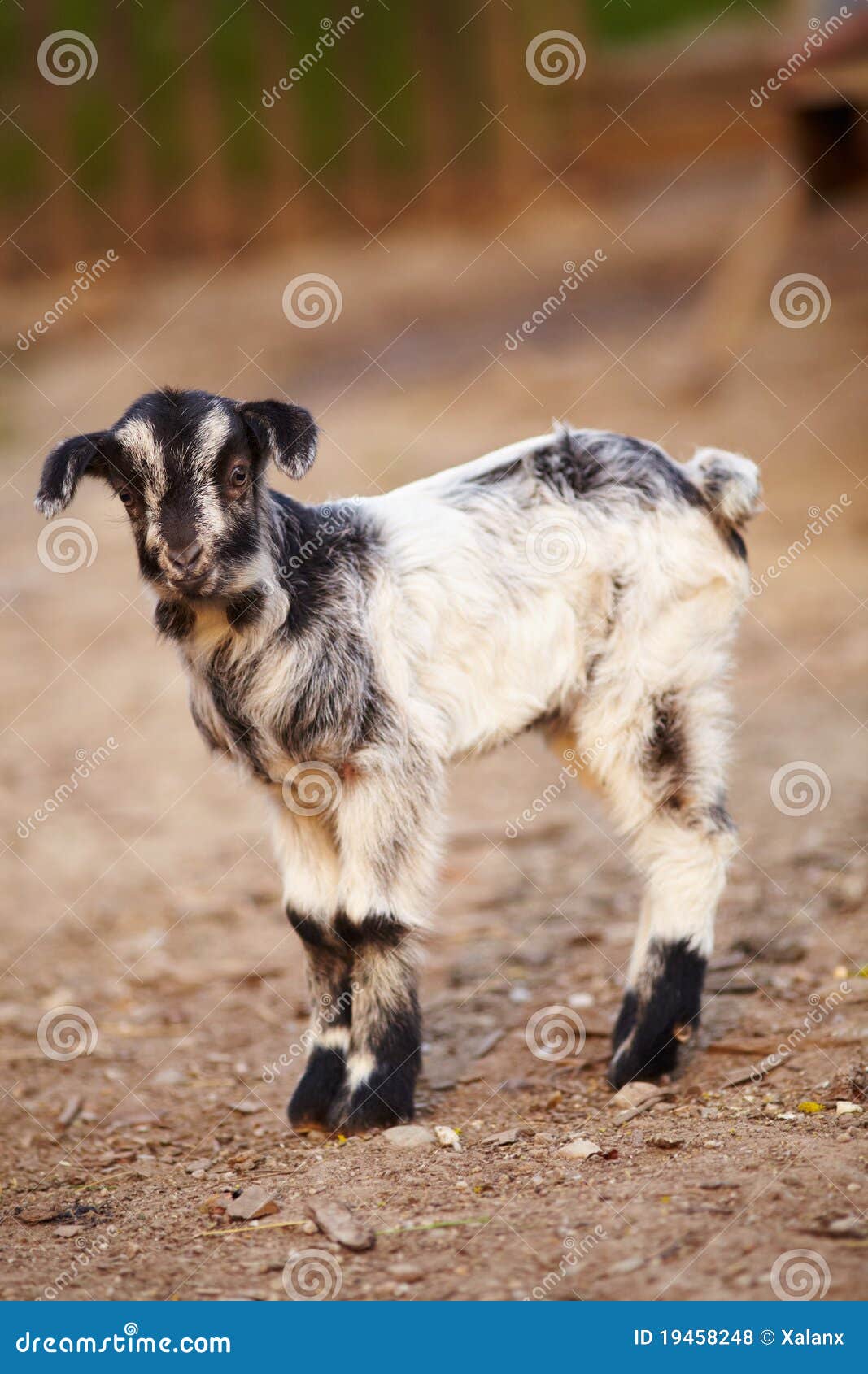 De geit van de baby stock foto. Image of landbouwbedrijf - 19458248
