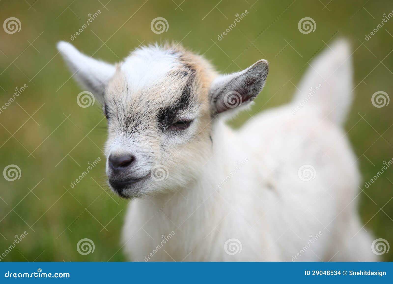 De geit van de baby stock foto. Image of kant, pret, weinig - 29048534