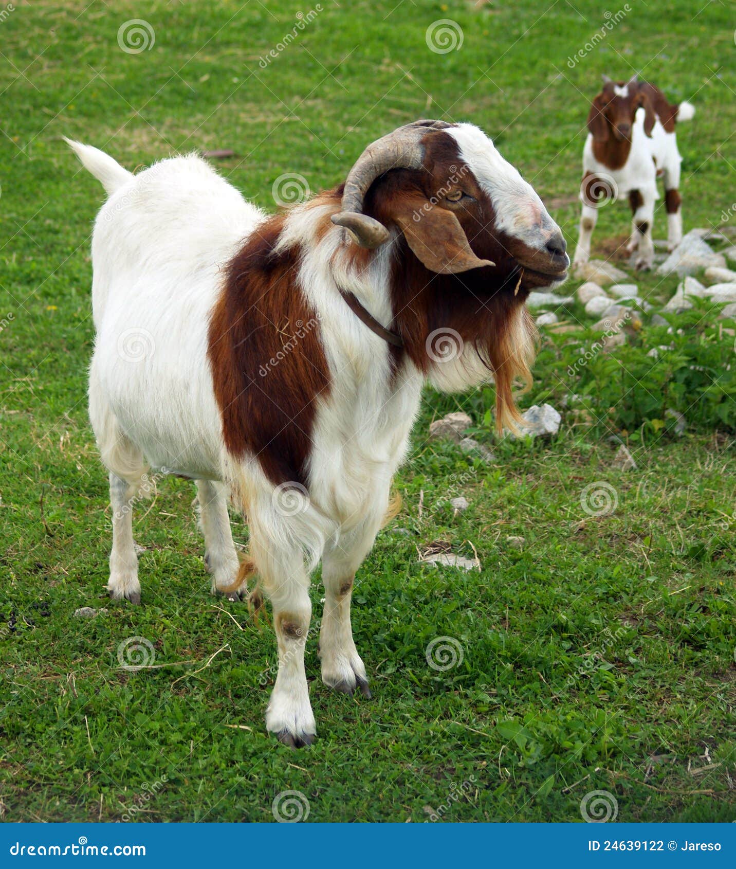 De Geit van de berg stock foto. Image of haar, gras, geiten - 24639122