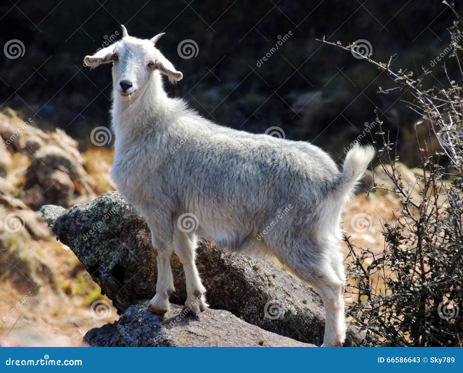 De geit van de berg stock afbeelding. Image of klip, fauna - 66586643