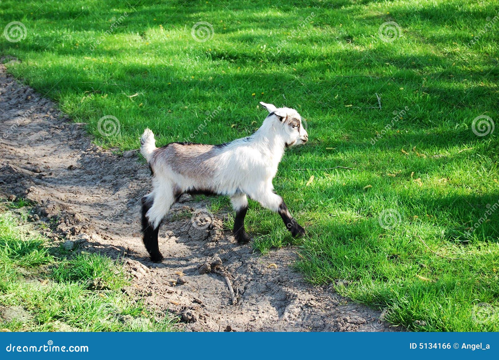 Jong Geitjegeit Picture. Image: 5134166