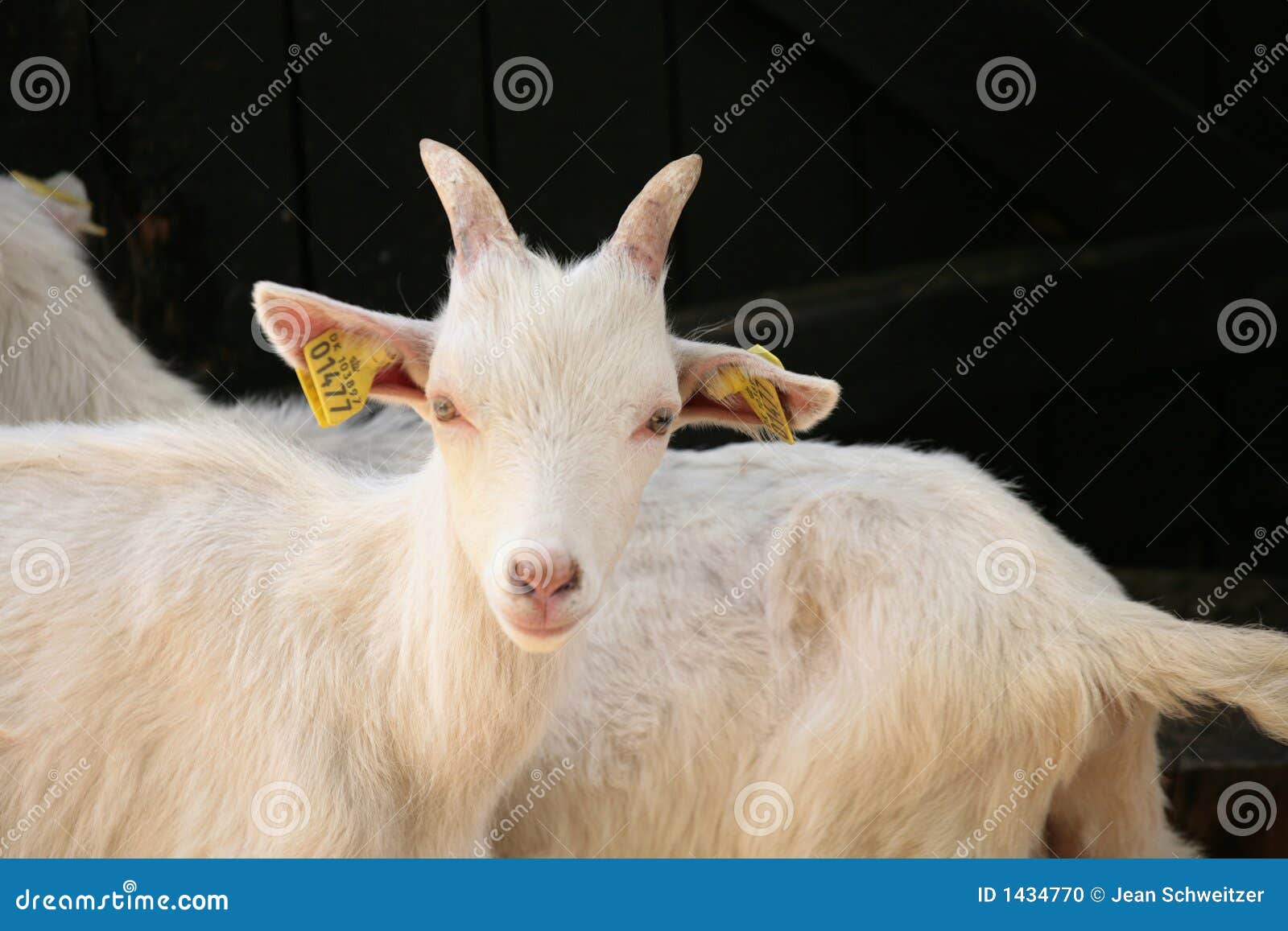 De Geit Van Het Landbouwbedrijf Stock Foto - Image of platteland ...