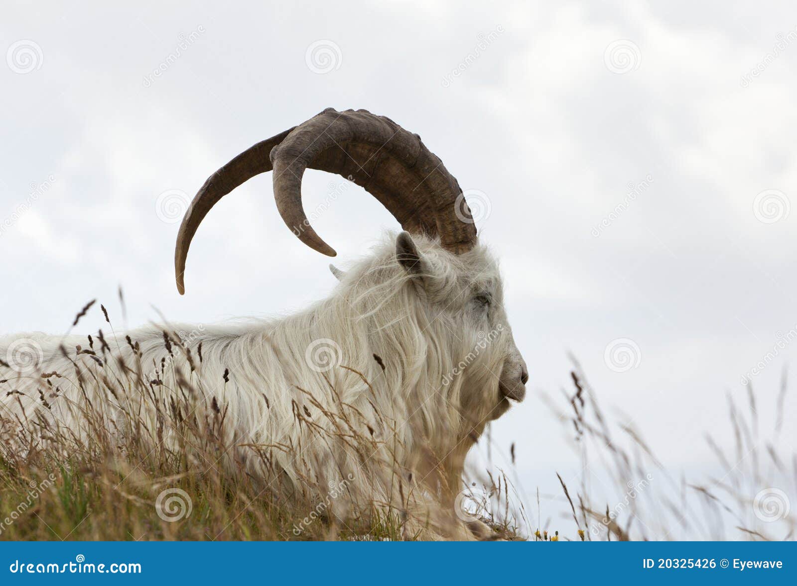 De geit van Kashmir stock foto. Image of hoofd, groot - 20325426