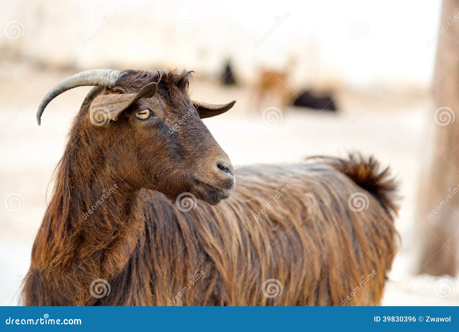 De geit van Oman stock foto. Image of vrouw, zoogdier - 39830396