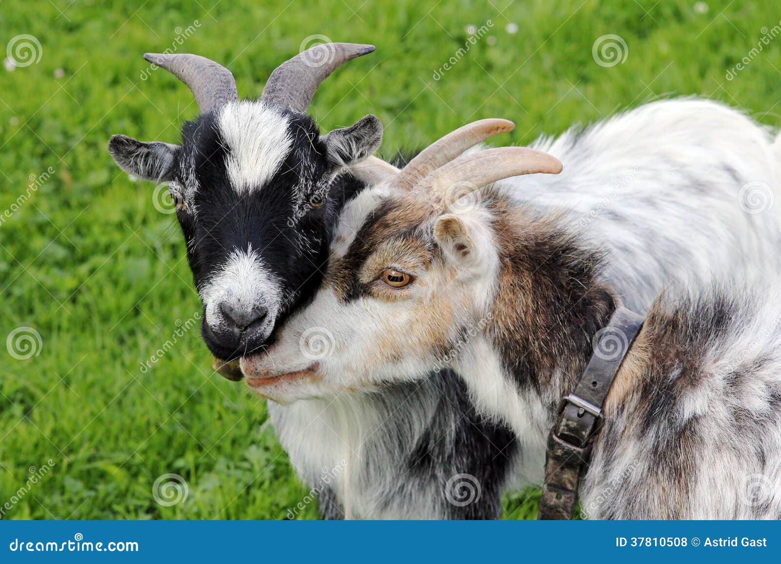 De geiten stock foto. Image of alpen, behoud, kenmerk - 37810508