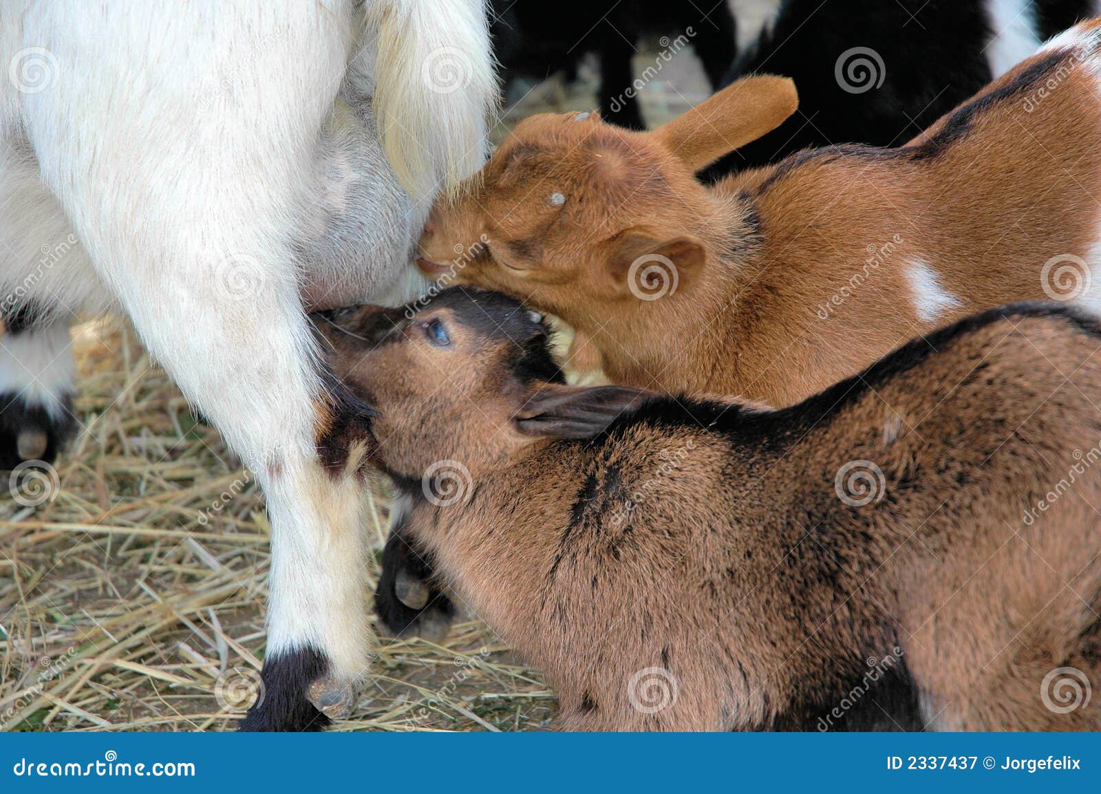 De geiten van de baby stock afbeelding. Image of zoogdier - 2337437