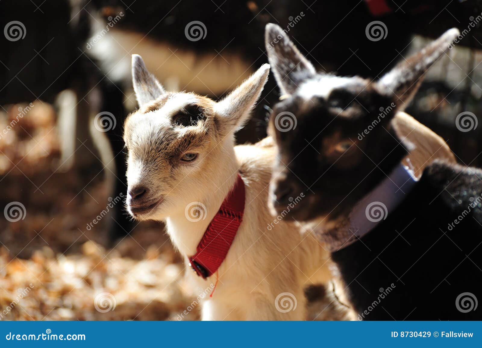 De geiten van de baby stock afbeelding. Image of leuk - 8730429