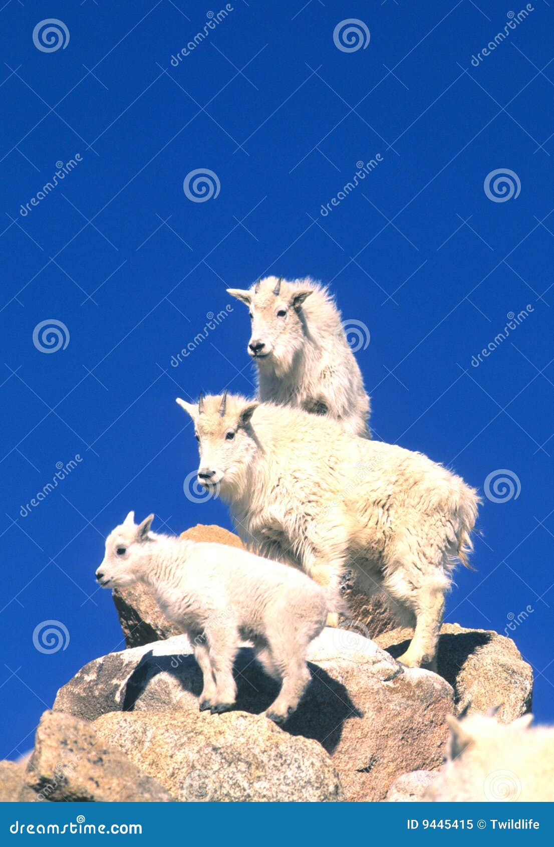 De Geiten Van De Berg Op Rots Stock Afbeelding - Image of berg ...