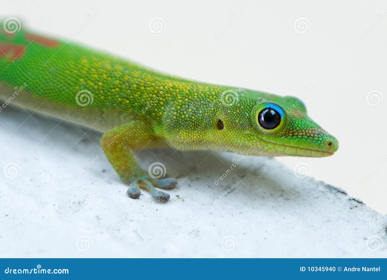 De Gekko Van De Dag Van Het Stofgoud Stock Foto - Image of kameleon ...