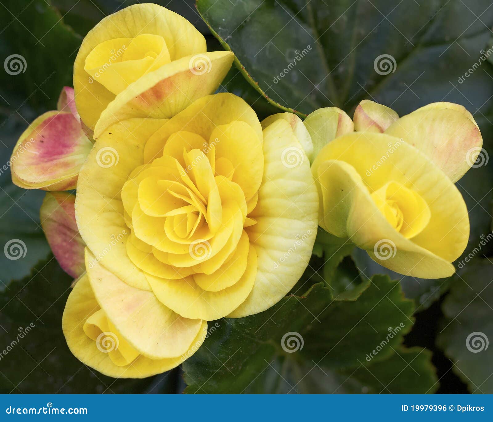 De Gele Begonia Bloeit Close-up Stock Foto - Image of bloemen, zomer ...