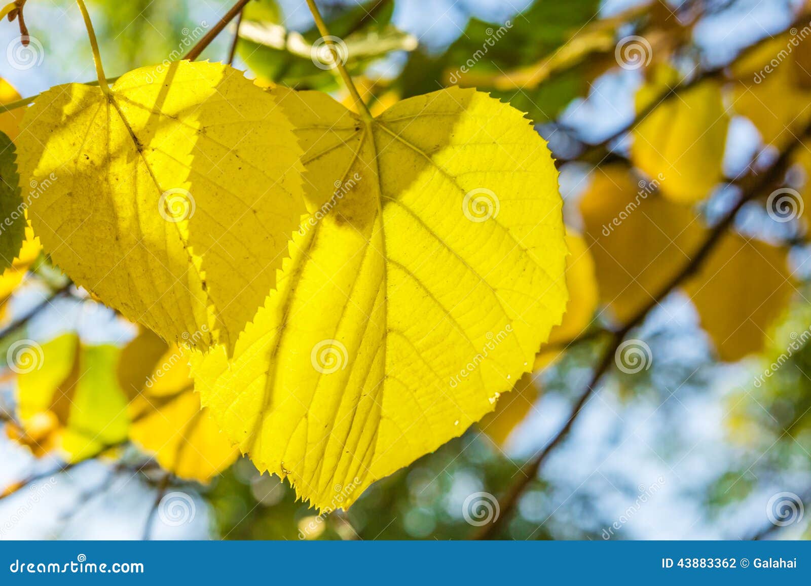 De Gele Bladeren Van Lindeboom Sluiten Omhoog Stock Foto - Image of ...