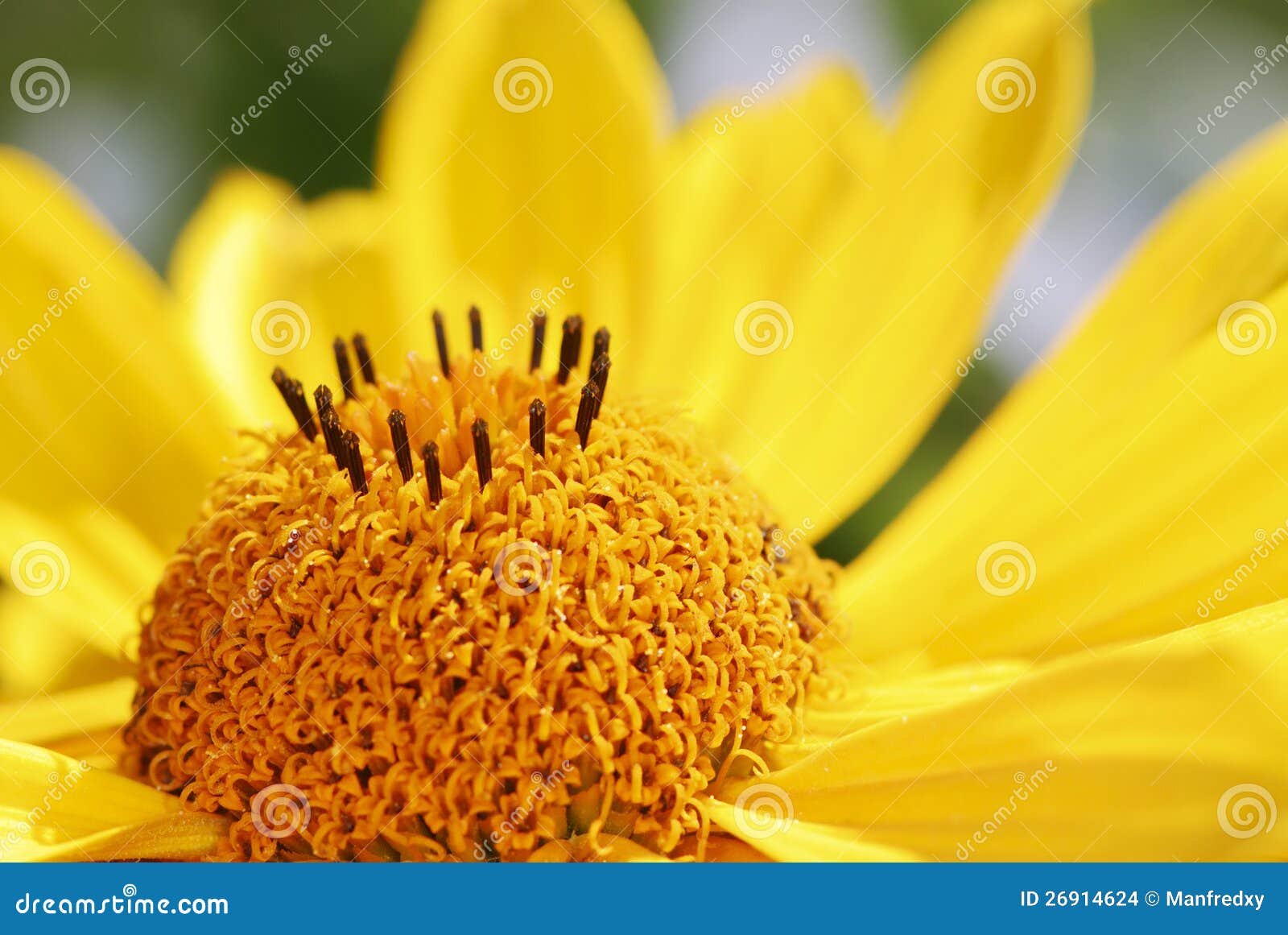 De Gele Bloem Van De Margriet Stock Foto - Image of bloemen ...