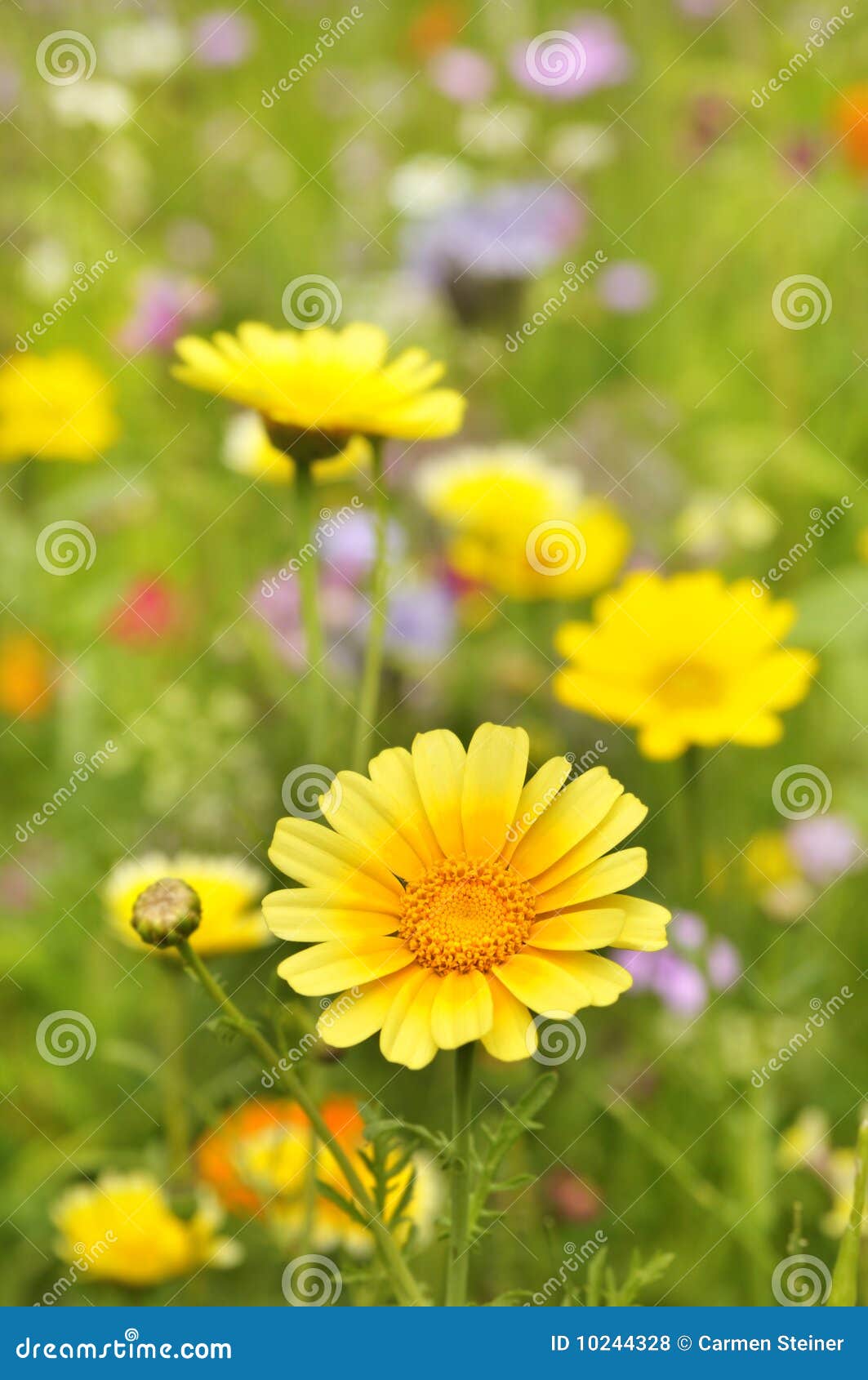De Gele Bloemen Van De Margriet Stock Foto - Image of bloei, nave: 10244328