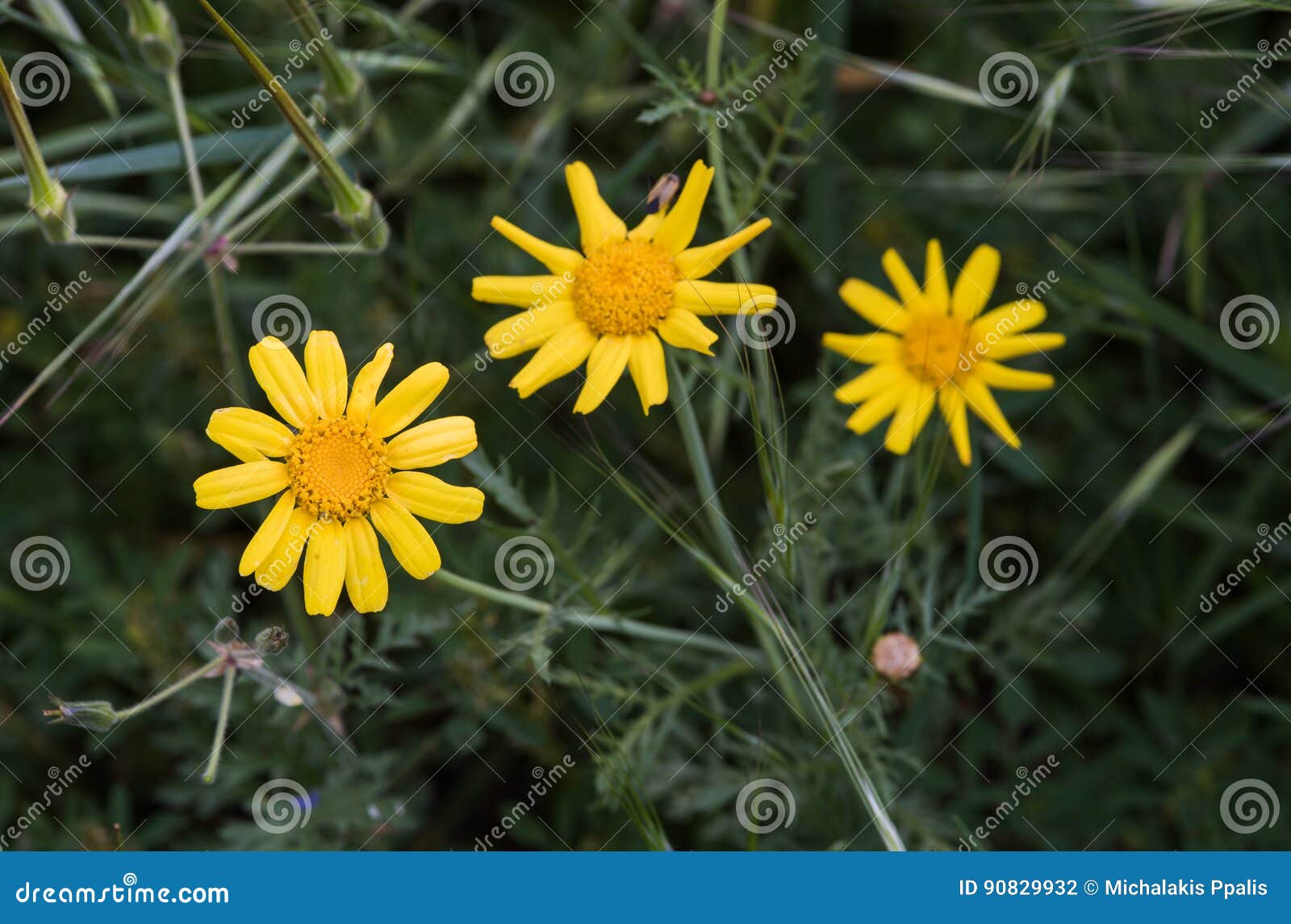 De Gele Bloemen Van De Margriet Stock Foto - Image of helder ...