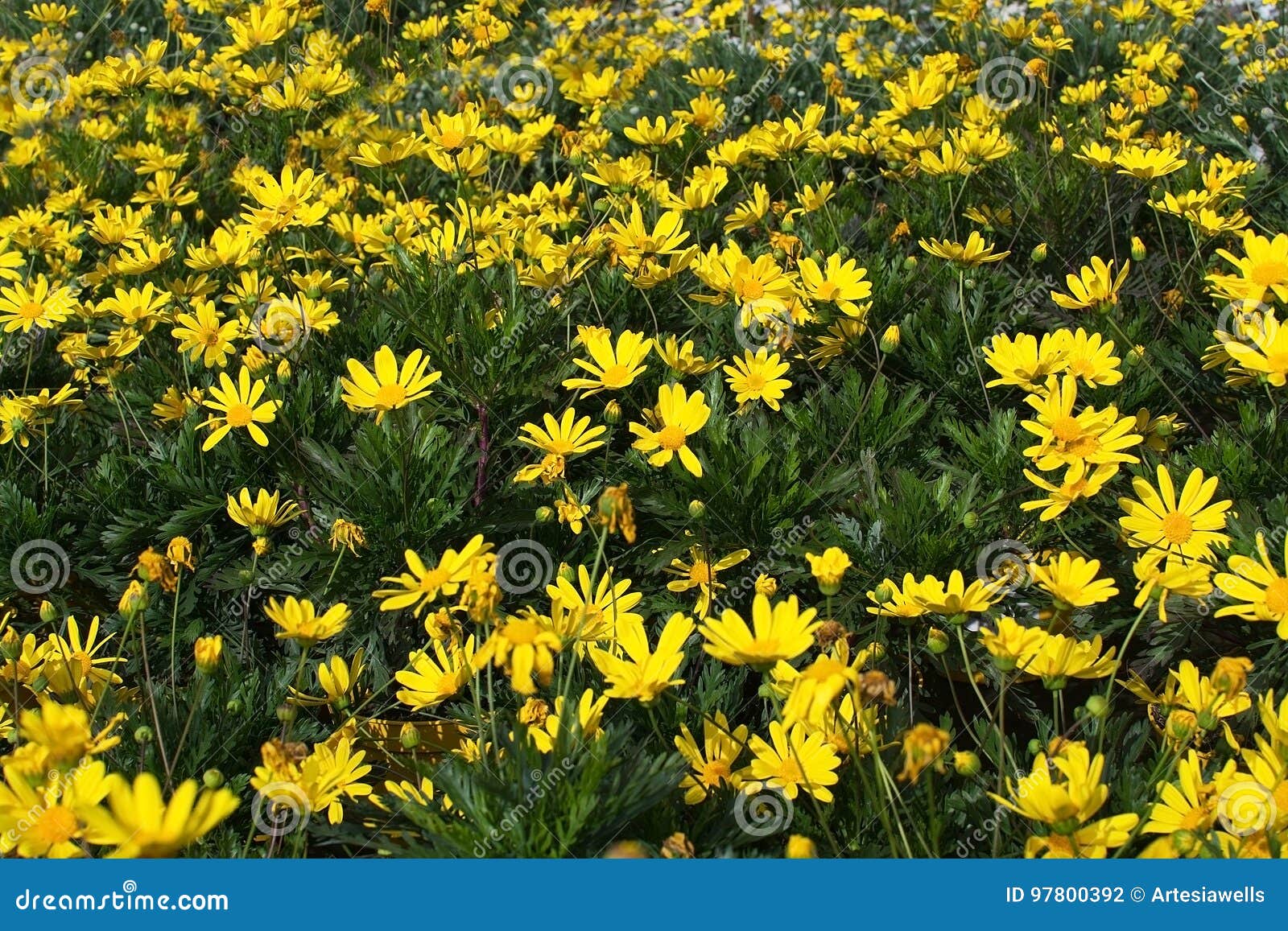 De Gele Bloemen Van De Margriet Stock Foto - Image of majorca ...
