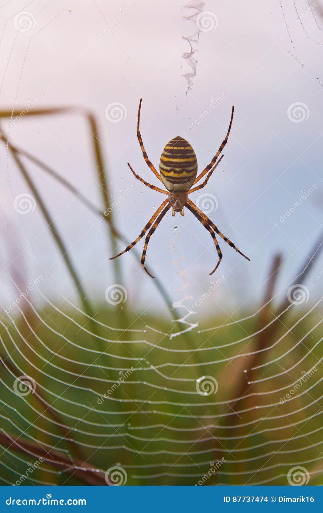 De Gele Gestreepte Spin Zit Op Web Stock Foto - Image of spinneweb ...