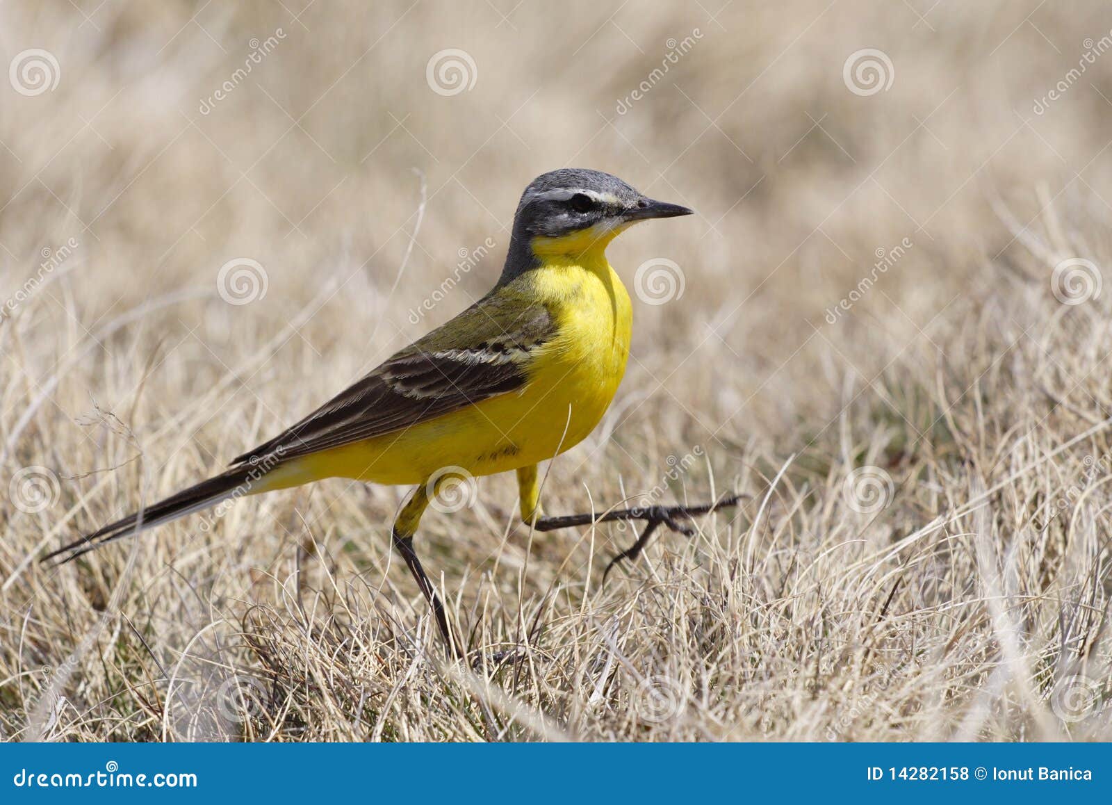 De gele mus van de berg stock foto. Image of zonlicht - 14282158