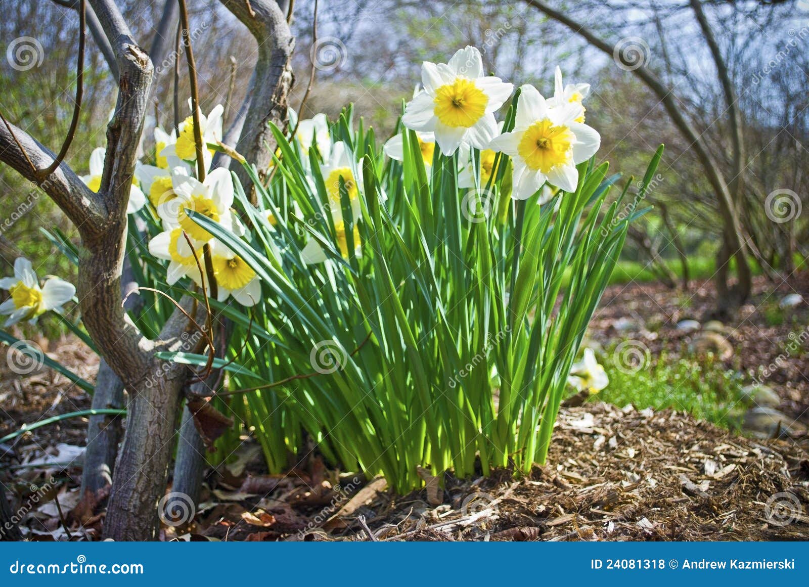 De Gele Narcissen Van De Lente Stock Foto - Image of installaties ...