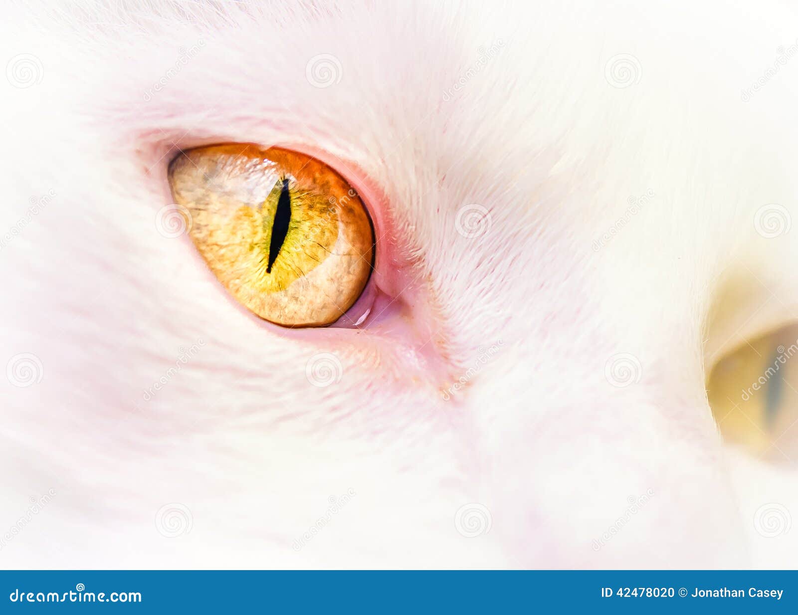 De Gele Ogen Van De Witte Kat Stock Foto - Image of vrij, katachtig ...