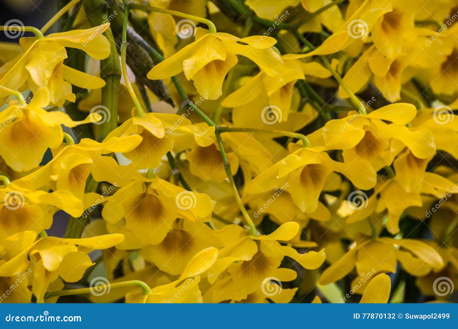 De Gele Orchidee Van Dendrobiumchantaboon Stock Foto - Image of bloem ...