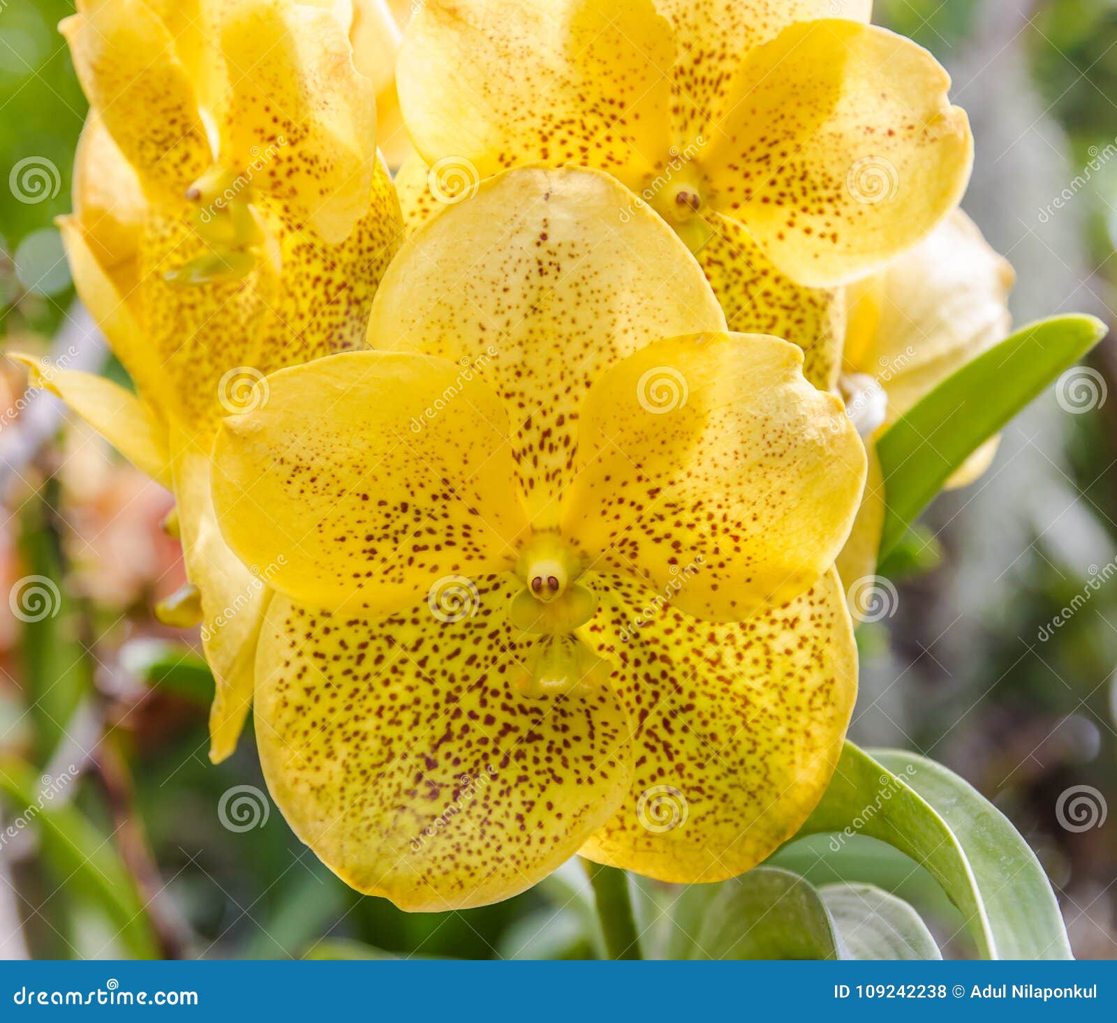 De gele orchidee van Vanda stock foto. Image of orchidee - 109242238