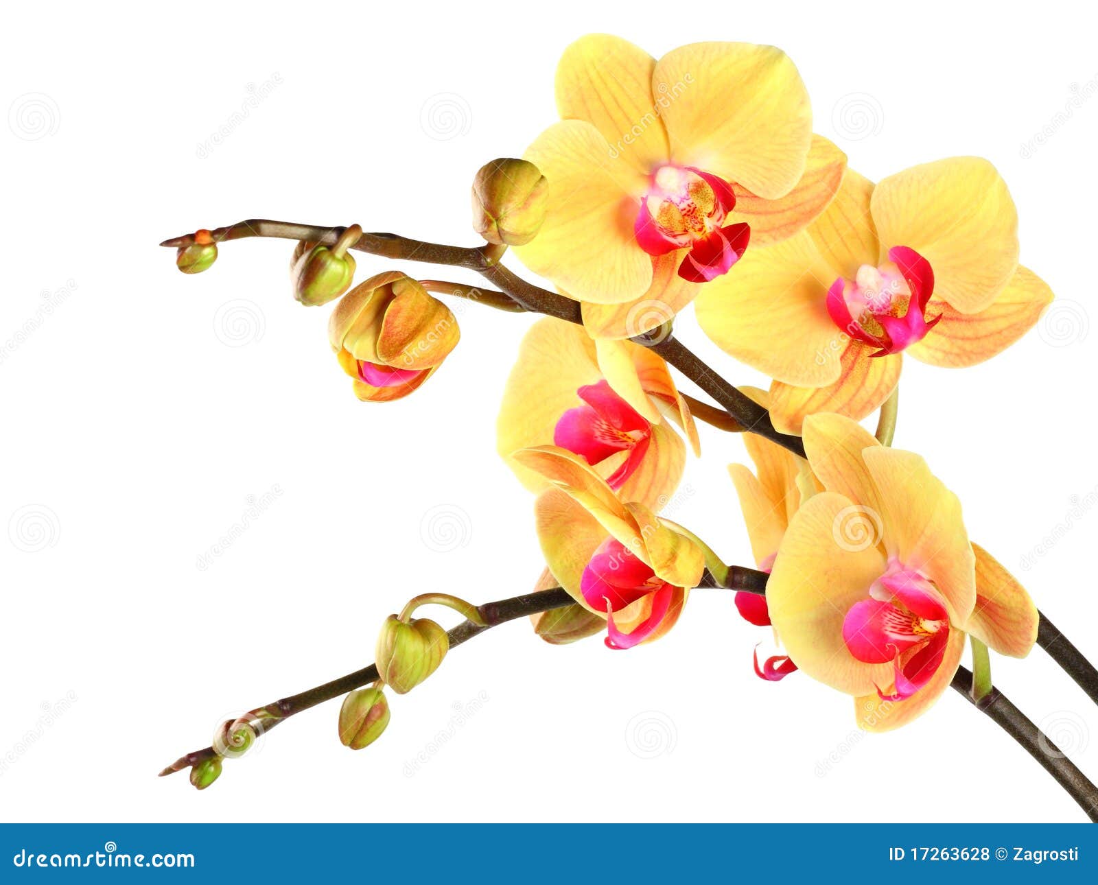 De Gele Orchidee, Wit Isoleerde 2. Stock Foto - Image of decoratief ...