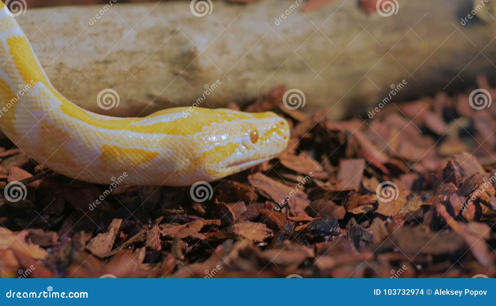 De gele slang toont tong stock footage. Video of hangen - 103732974