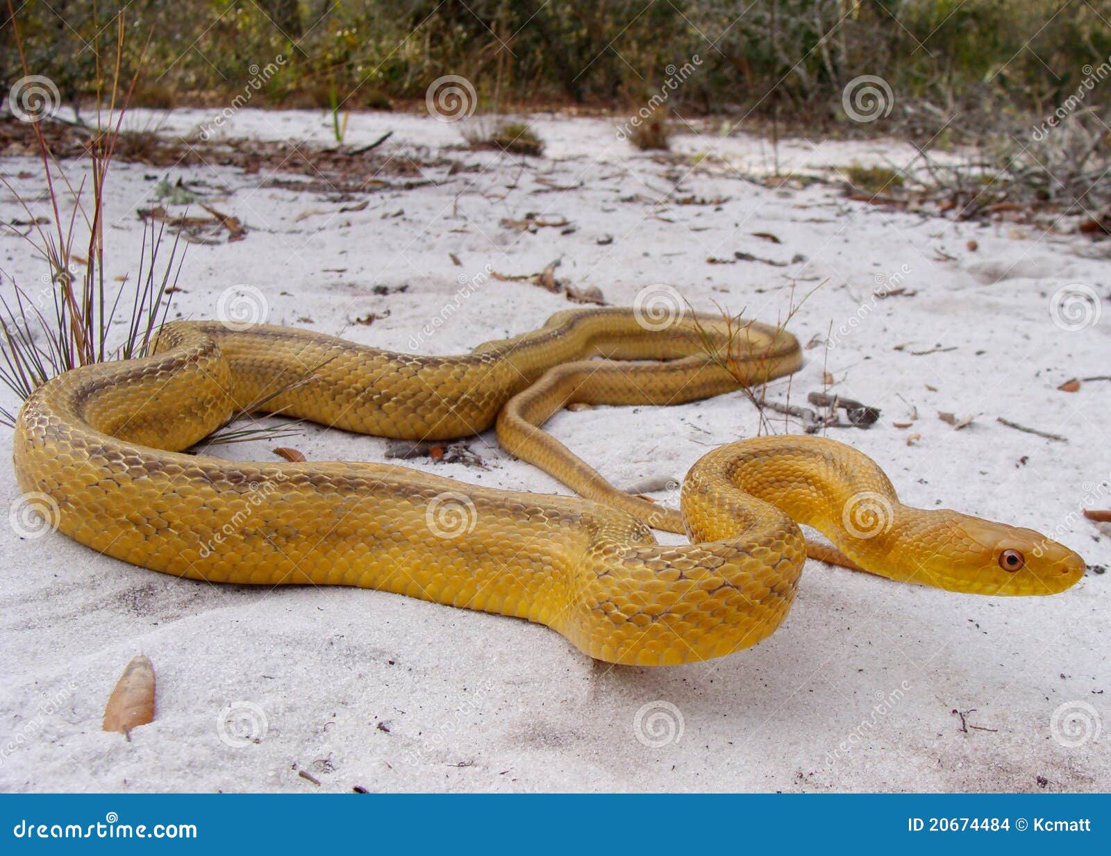 De gele Slang van de Rat stock foto. Image of zand, palm - 20674484