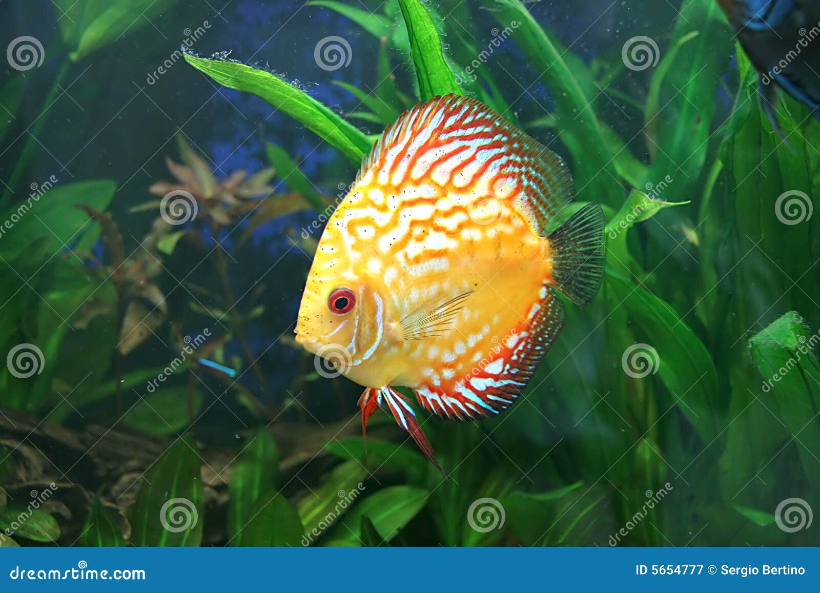 De Gele Vissen Van De Discus in Aquarium Stock Afbeelding - Image of ...