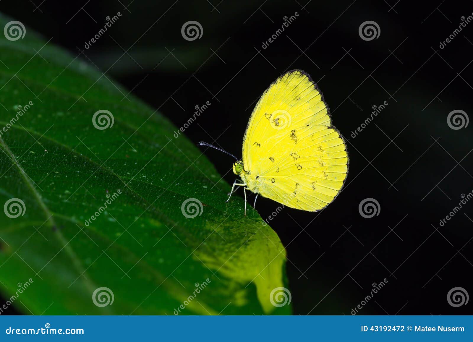 De Gele Vlinder Van Het Gras Stock Foto - Image of macro, leefgebied ...